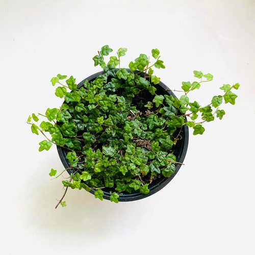 Miniature Creeping Fig ficus Pumila Quercifolia - Etsy