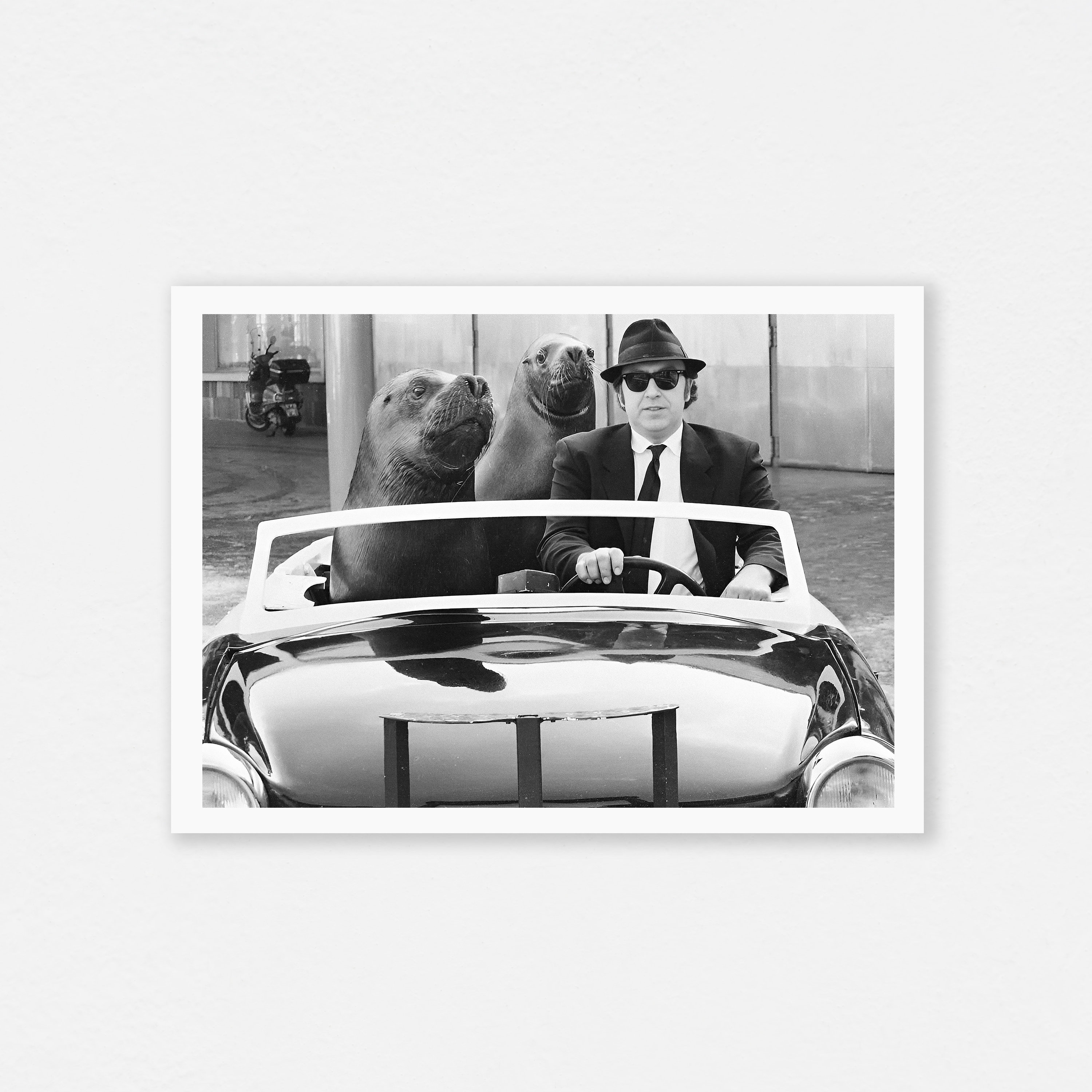 Man Riding A Car With Seals Funny Wall Art Seals Wall Art - Etsy