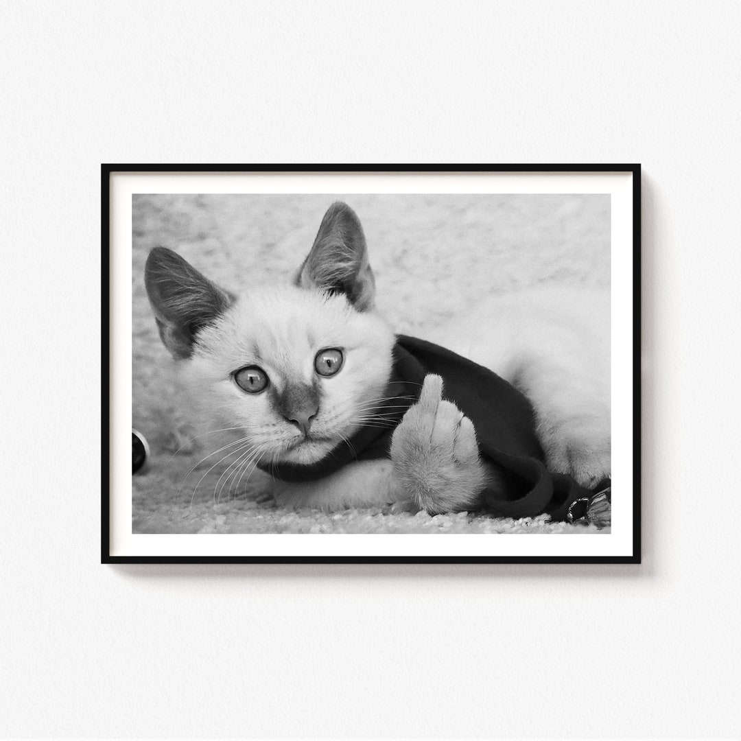 Cat Showing Middle Finger Funny Cat Cat Portrait Pet White - Etsy