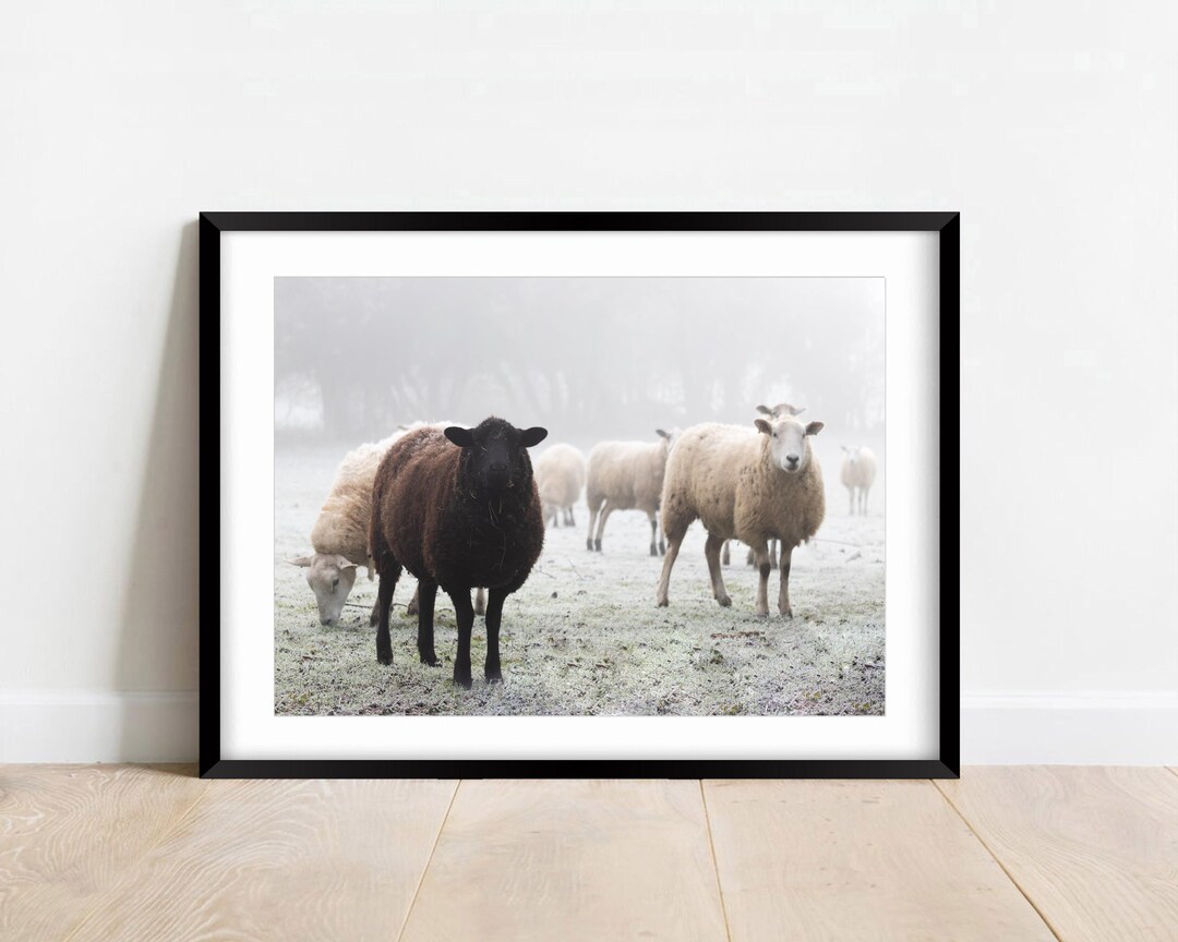 Black Sheep Photo Print, Sheep Picture, Black and White Sheep, Farm ...