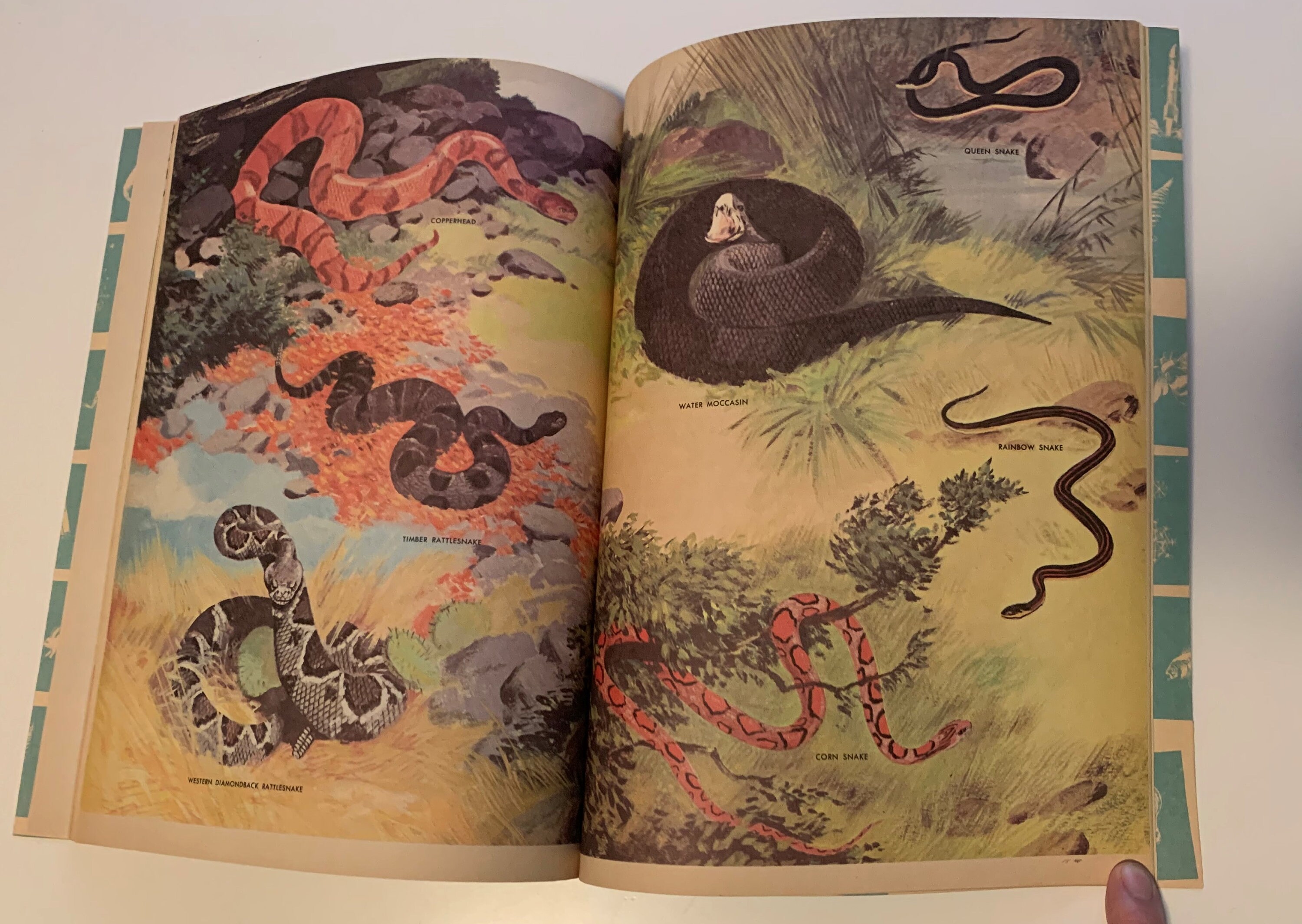 The How and Why Wonder Book Children's Nature Series-4 - Etsy