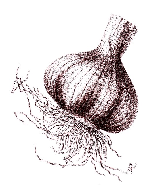 Garlic Botanical Drawing