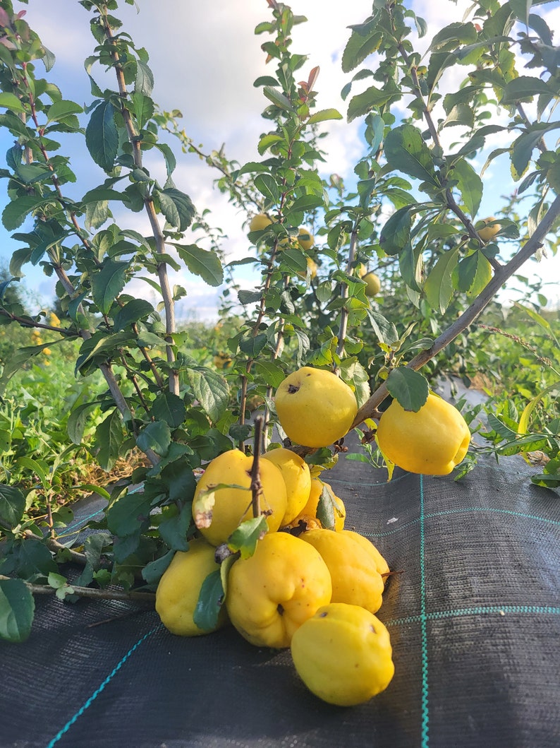 Japanese Quince Freeze Dried Powder - Etsy