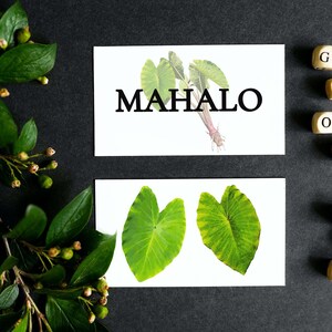 Taro Plant PNG Bundle, Hawaiian Kalo Clipart, Instant Download - Etsy