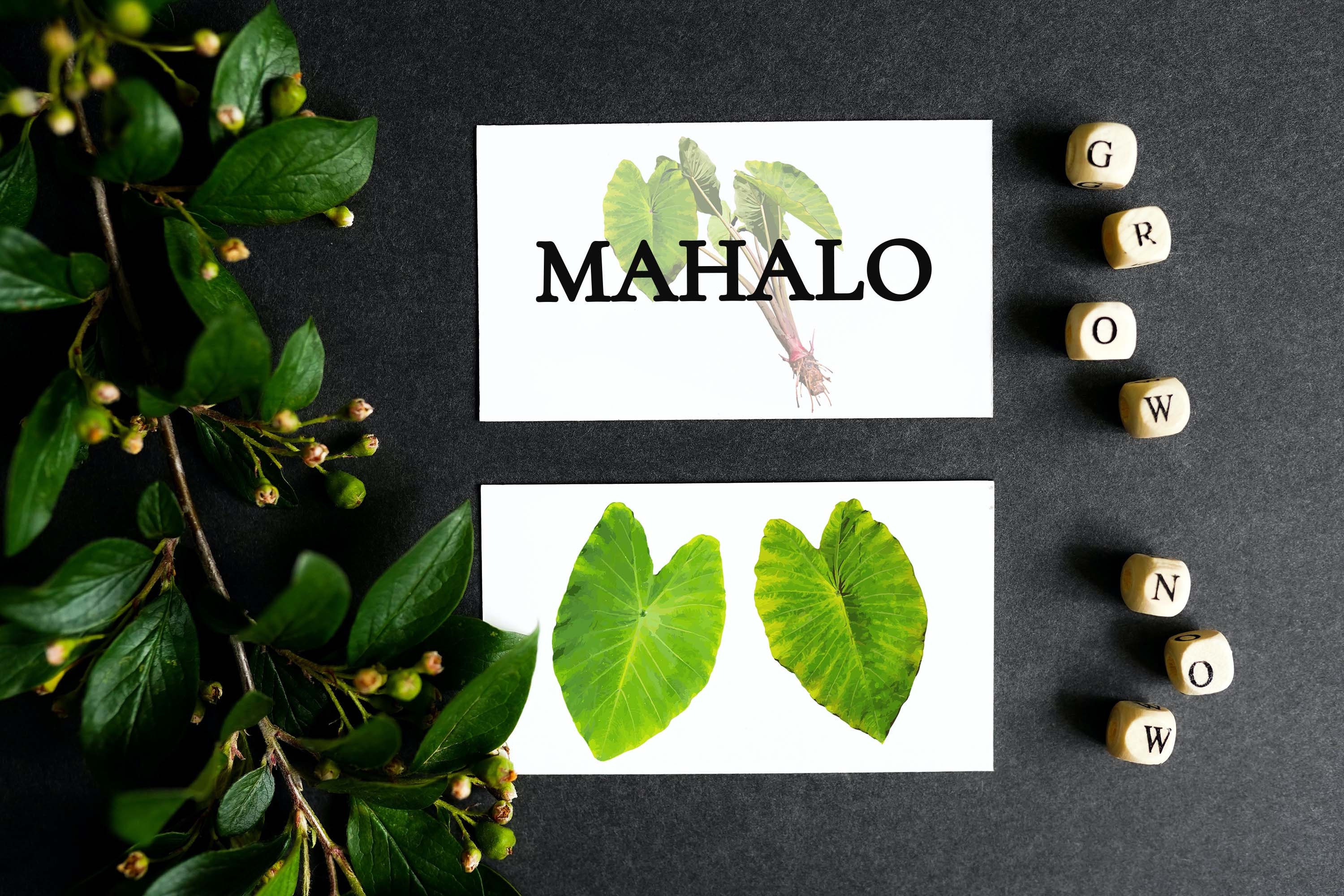Kalo Plant PNG Bundle Hawaiian Kalo Clipart Taro Leaf - Etsy