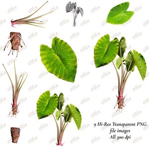 Taro Plant PNG Bundle, Hawaiian Kalo Clipart, Instant Download - Etsy