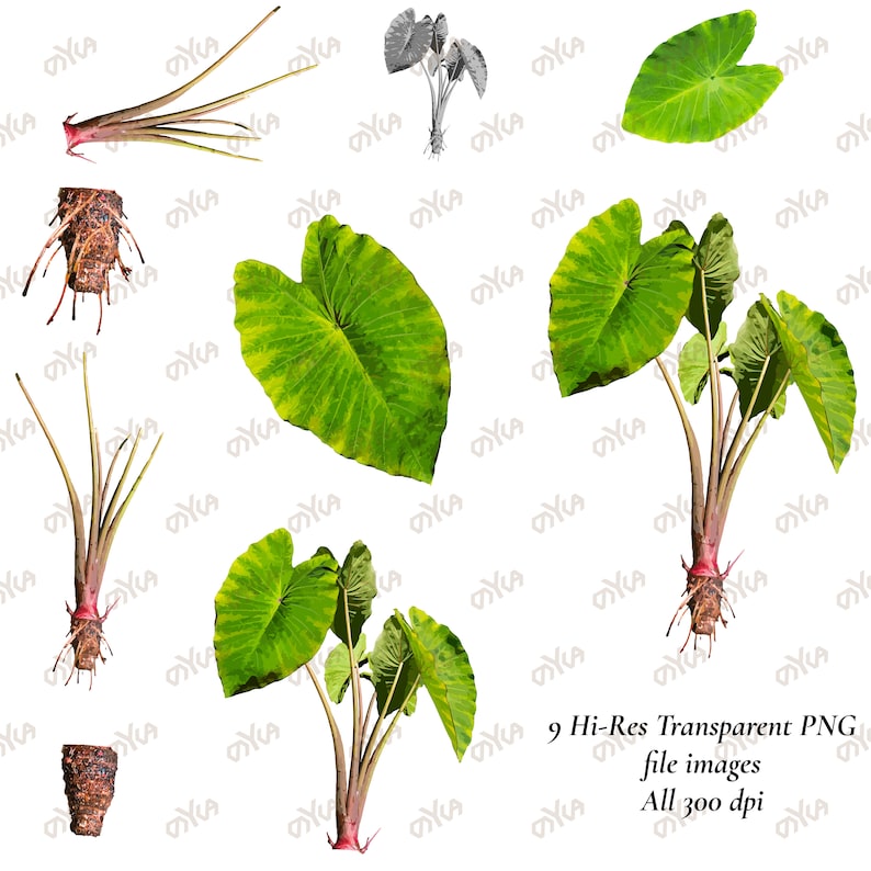 Taro Plant PNG Bundle, Hawaiian Kalo Clipart, Instant Download - Etsy