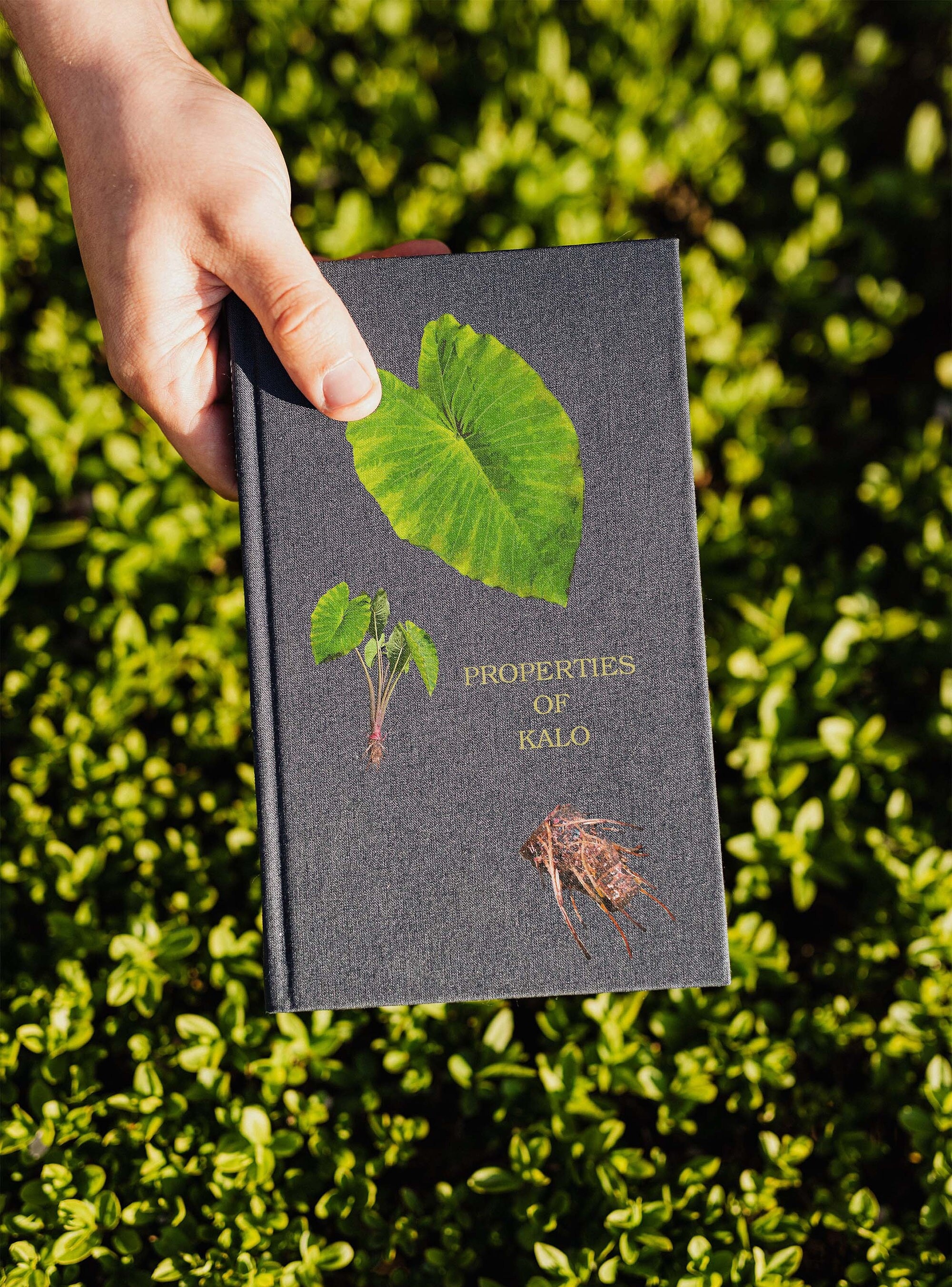 Kalo Plant PNG Bundle Hawaiian Kalo Clipart Taro Leaf - Etsy