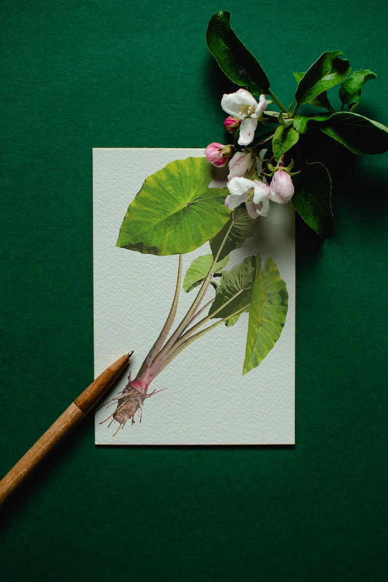 Taro Plant PNG Bundle, Hawaiian Kalo Clipart, Instant Download - Etsy