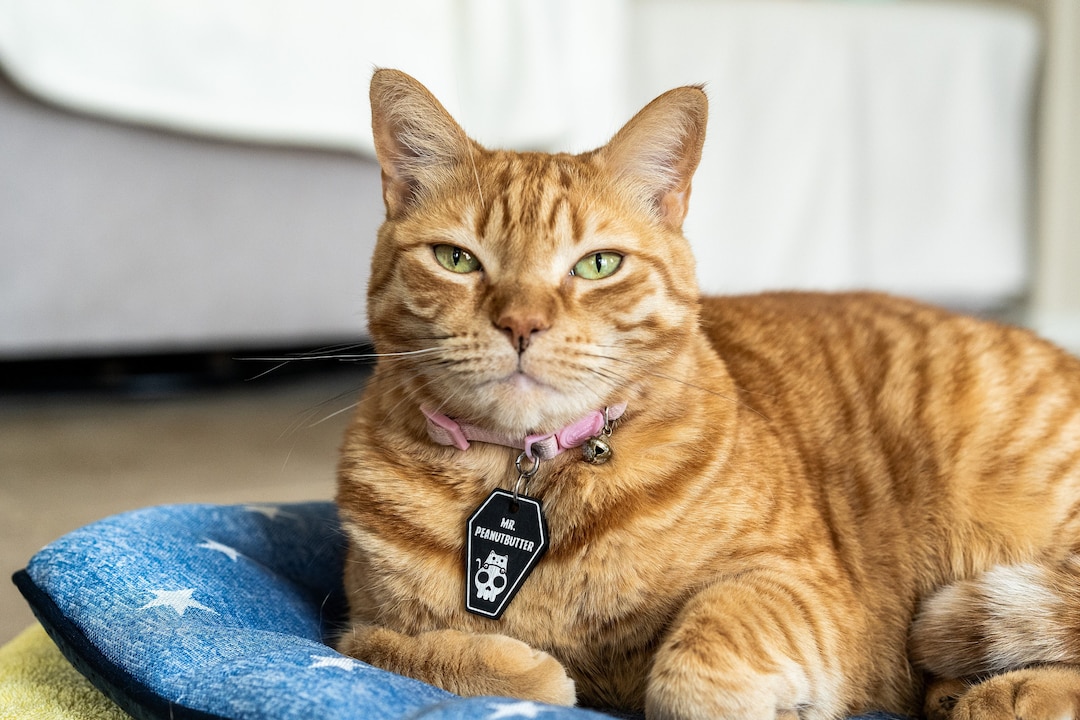 Goth Coffin Personalized Dog Cat Pet ID Tag Charm, Pet Collar Name Tag ...