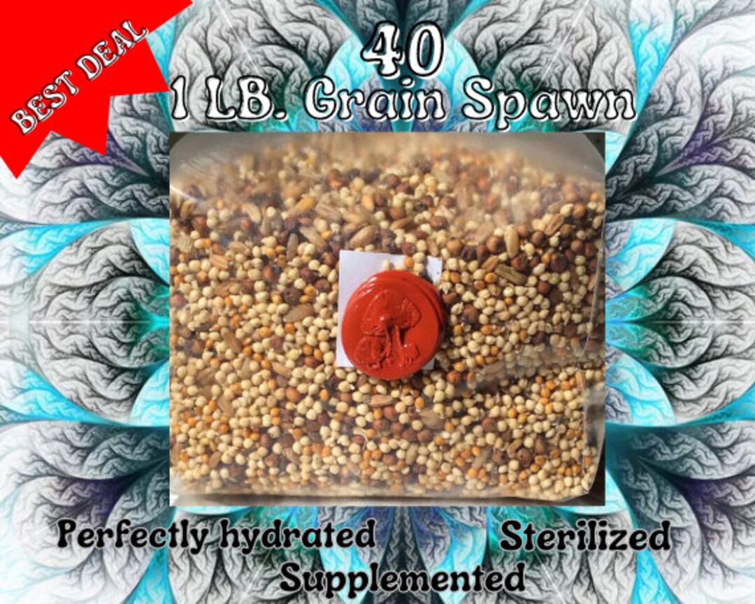 40/one Pound Bags Premium Milo/millet Grain Spawn-hand - Etsy