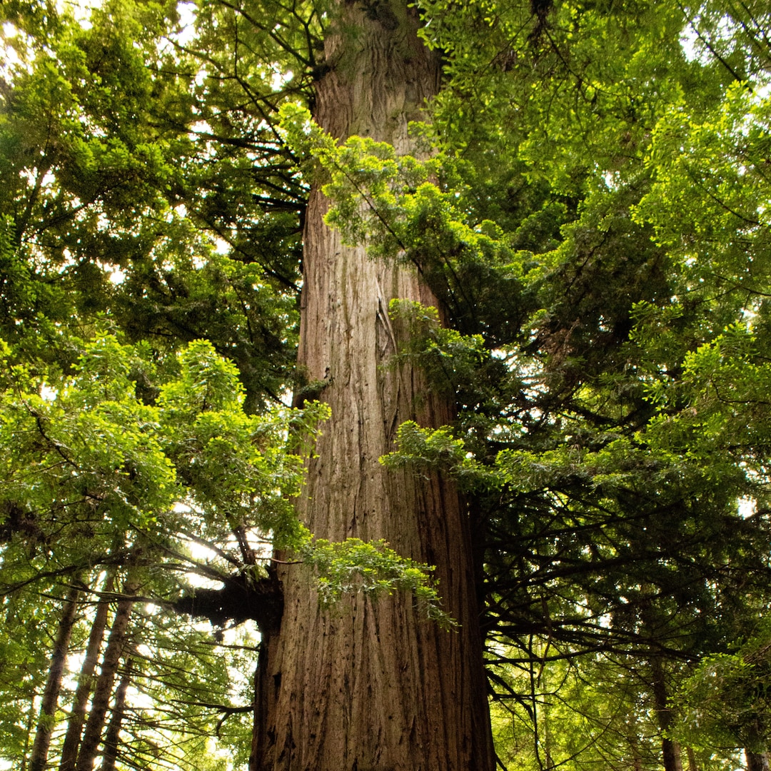 Glistening Redwood Smartphone Wallpaper (android/apple) - Etsy
