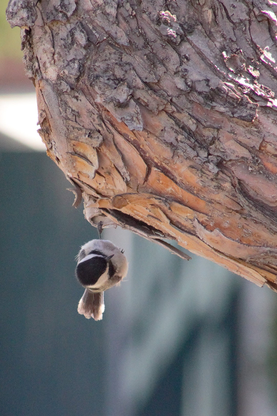 Bird Dropping, Black-capped Chickadee, Urban Wildlife, Calgary, Alberta ...