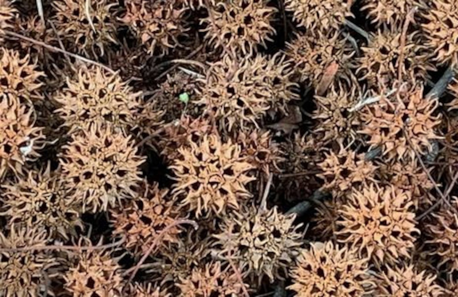 Sweet Gum Balls Used for Winter Decorfall Decor & Craftshobbieswedding ...