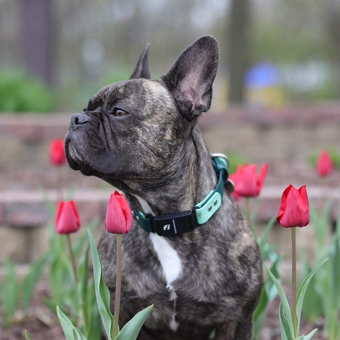 Fi Series 3 Compatible 1" Collar | Waterproof | Adjustable | Customize ...