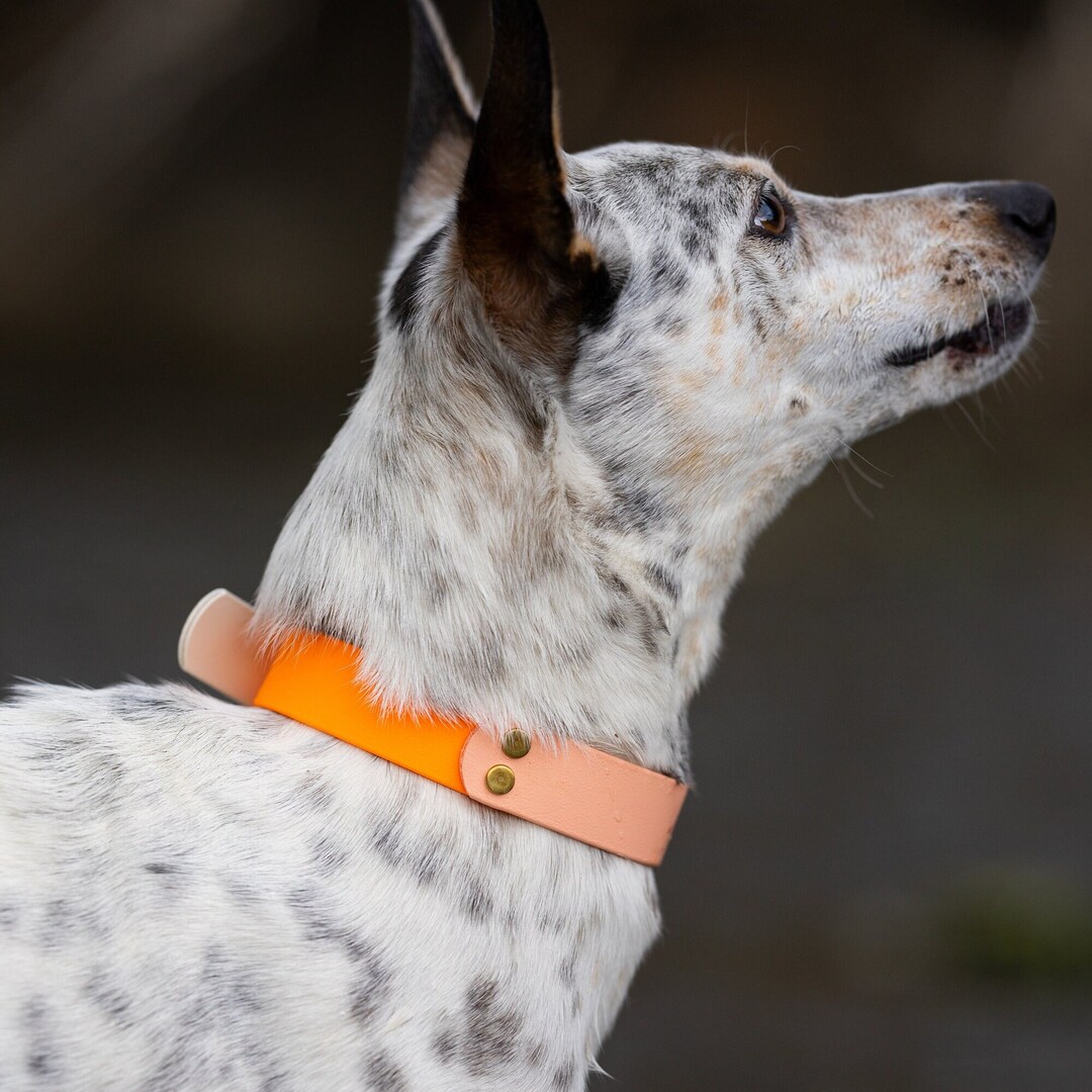 Trio Collar | Multi-color Adjustable Dog Collar | 3 Custom Colors and ...