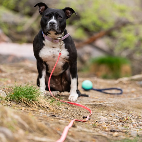 Dog Lead - Etsy