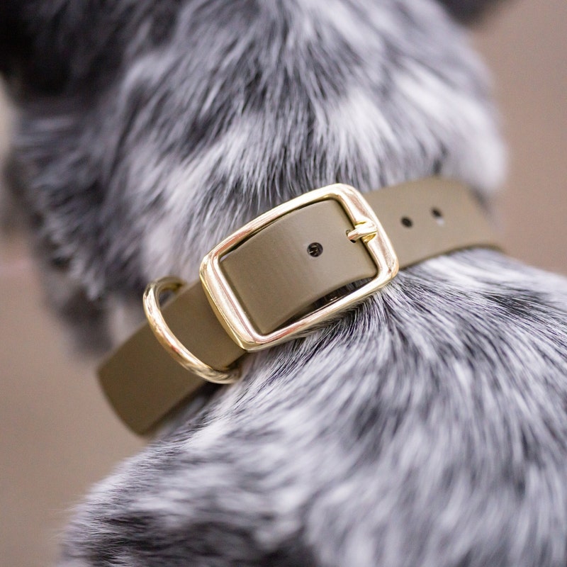 Buckle Dog Collar - Etsy