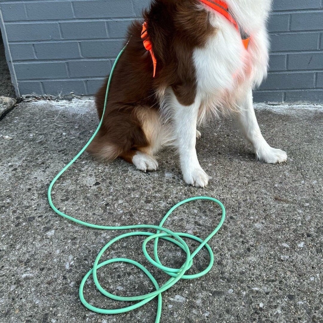 Rope Biothane Long Line Leash Drag Line Training Leash Long Lead ...