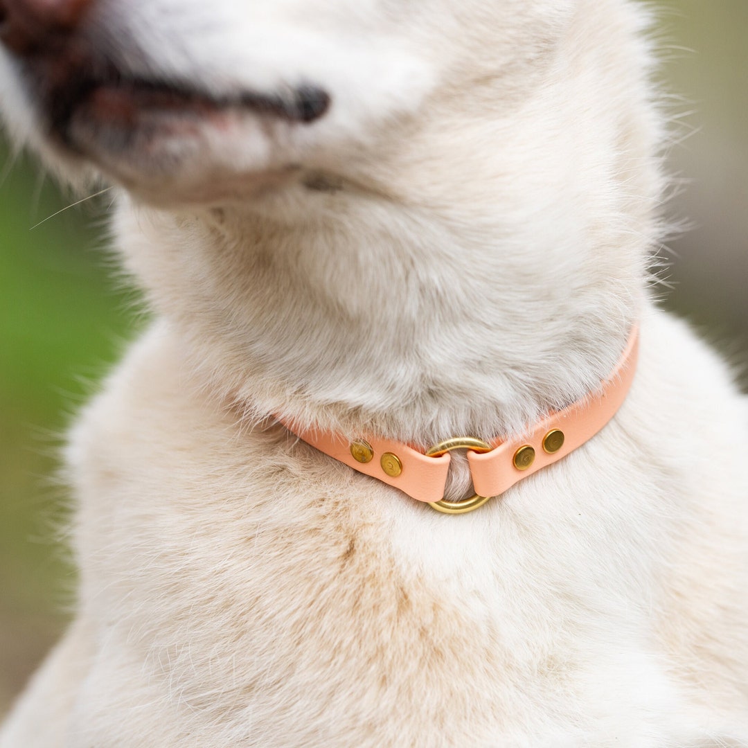 House Collar | Dog Tag Collar | O Ring Collar | Slips on | Made With ...