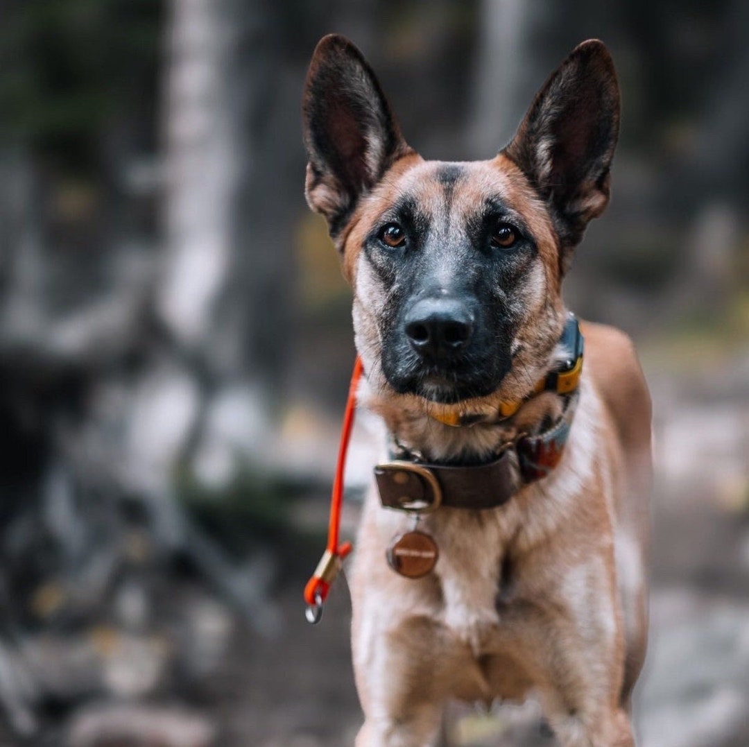 Adventure Slip Collar With Built in Grab Tab | Rope Biothane | off ...