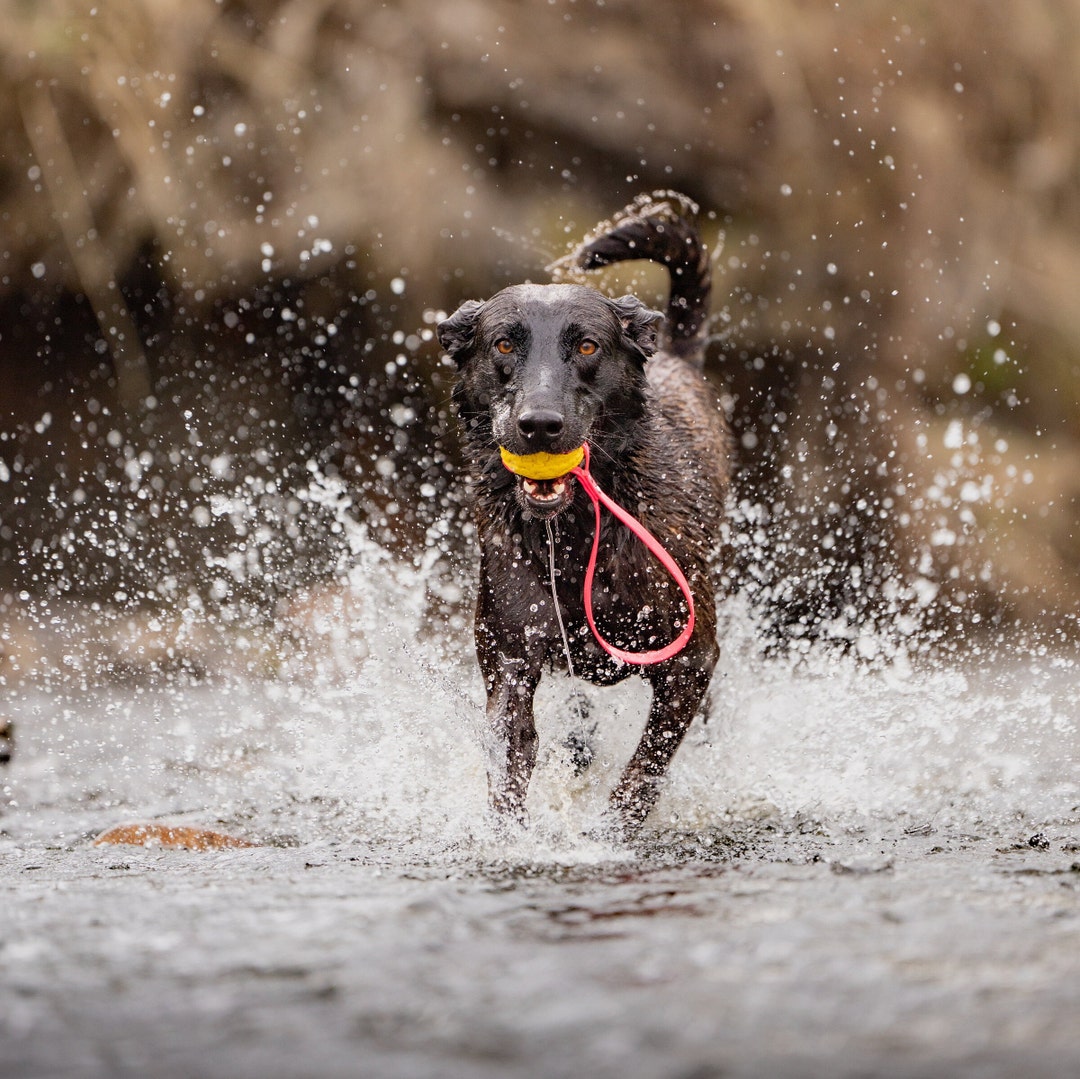 Floating Tug & Fetch Dog Toy | Biothane Waterproof Handle (2 Styles ...