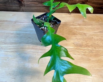 Shark Tooth Cactus - Etsy