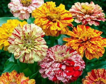50 Zinnia Button Box Mix Seeds - Etsy