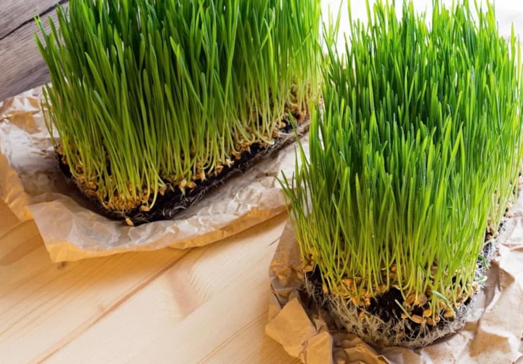 Organic Hard Red Spring Wheat Seeds, Wheat Grass Seeds, Non-gmo - Etsy