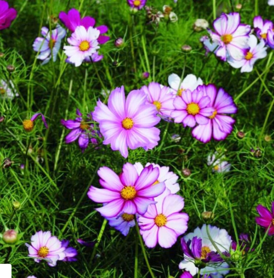 100+ Cosmos Picotee Seeds, Flower Seeds, Non GMO - Etsy