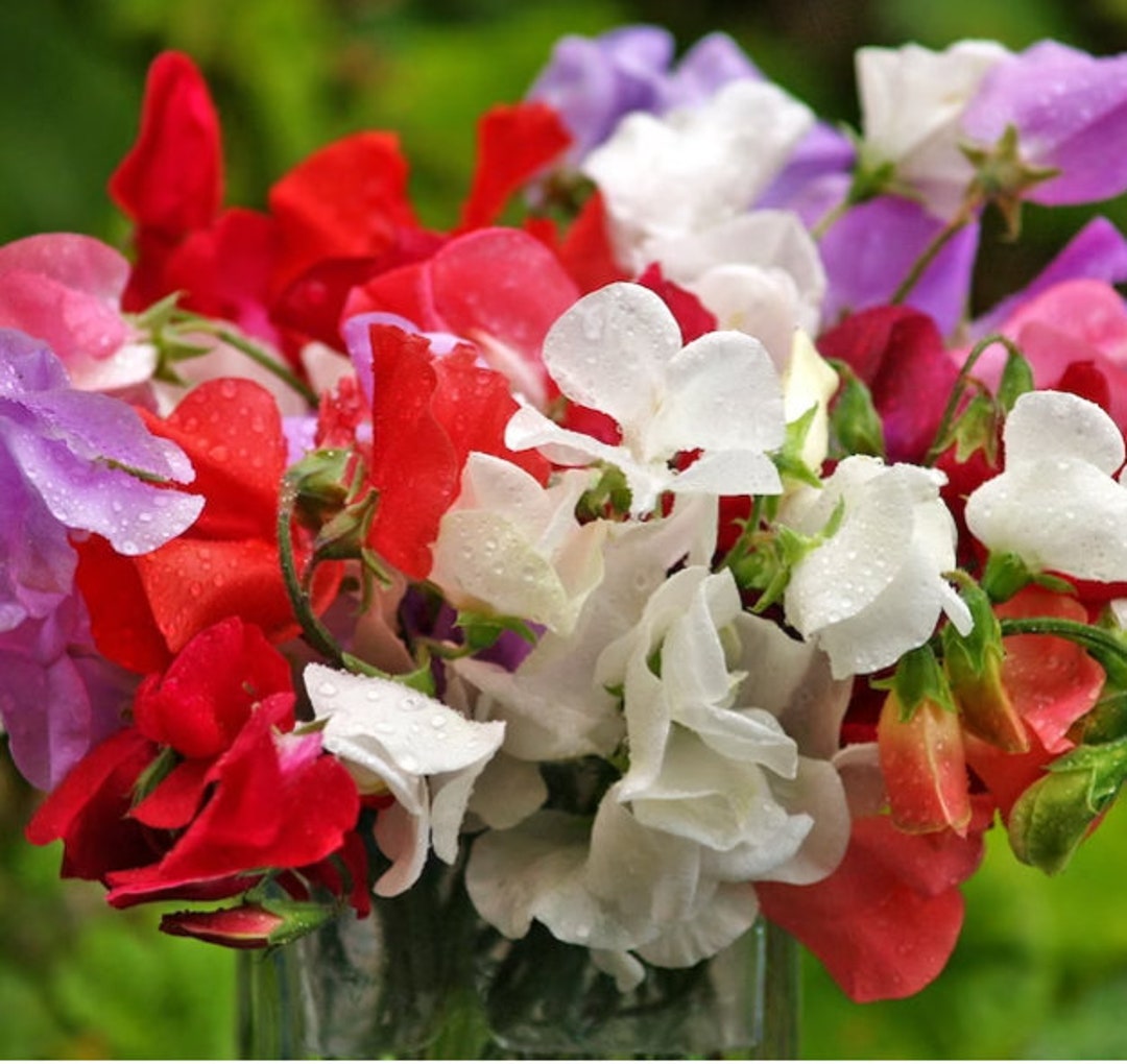 15+ Royal Mix Sweet Pea Flower Seeds, Non-gmo - Etsy