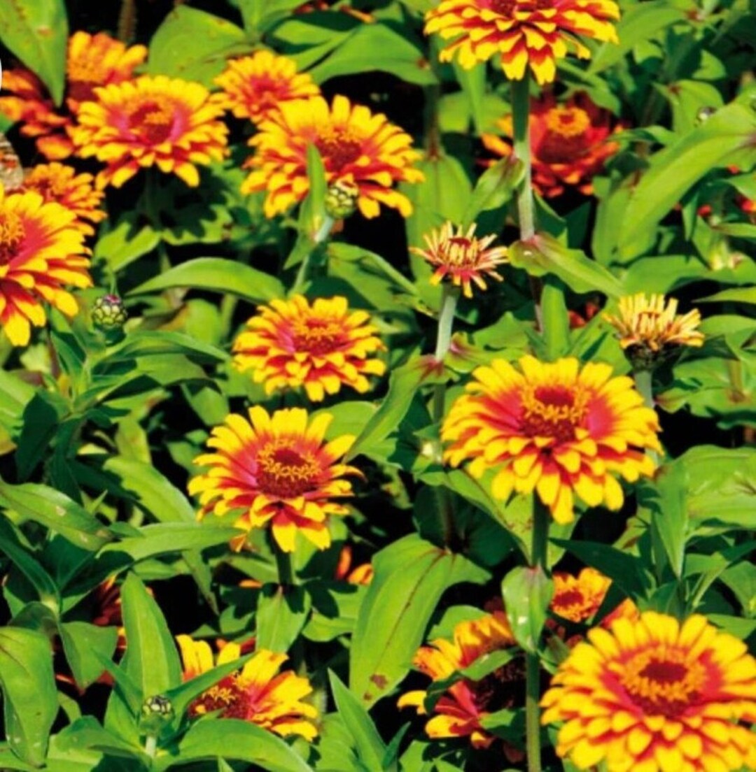 50+ Sombrero Zinnia Seeds, Heirloom Flower Seeds, Non-gmo - Etsy