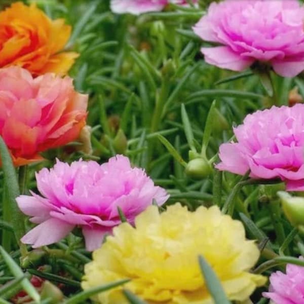 Portulaca Plant - Etsy