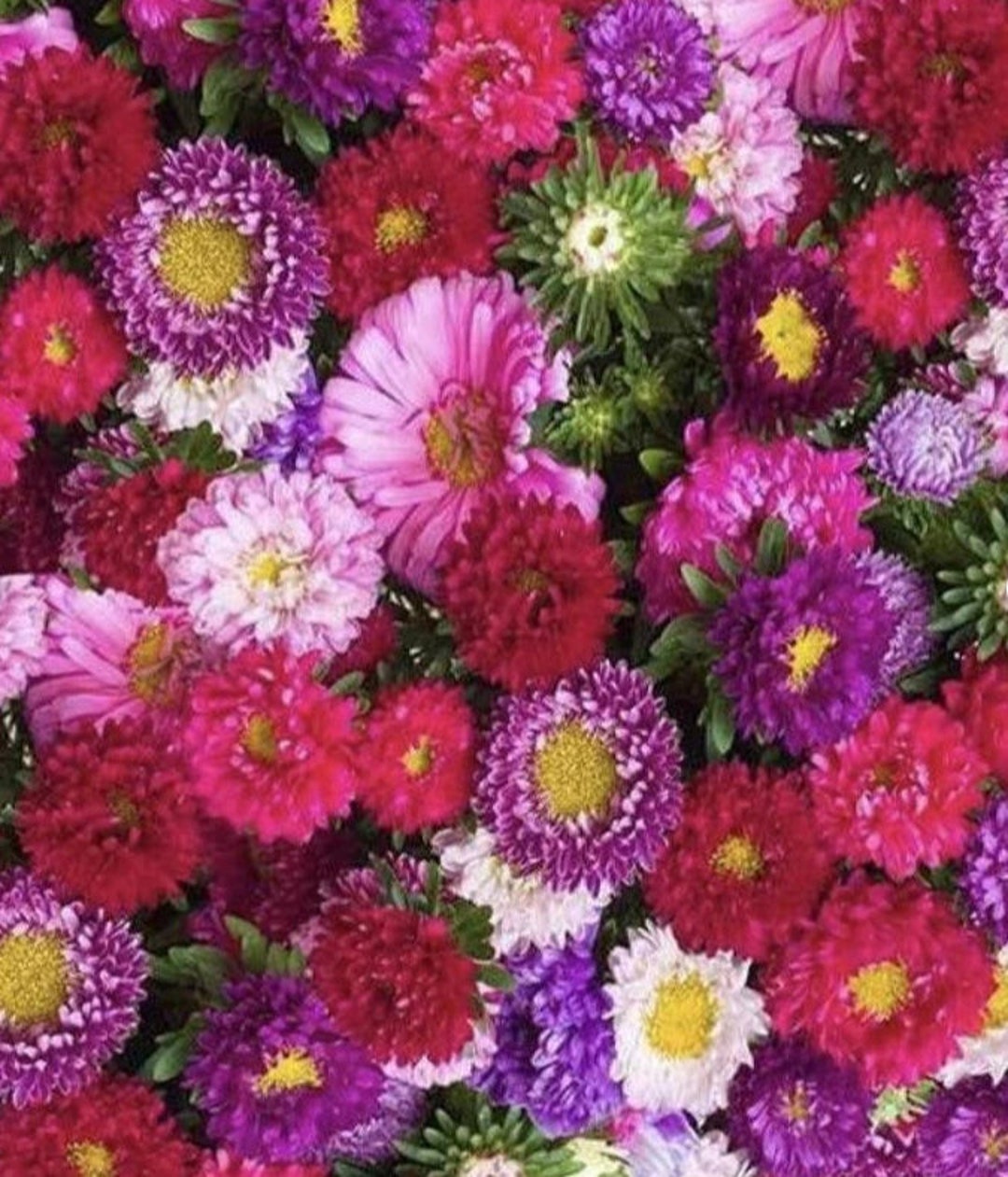 50+ Aster Powderpuff Seed Mix, Flower Seed Mixture - Etsy