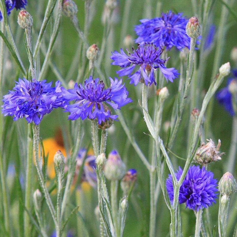 100+ Tall Blue Cornflower / Bachelor Button Seeds, Flower Seeds, Non ...
