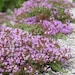 500+ Dwarf Creeping Thyme Ground Cover Herb Seeds Thymus Serpyllum - Etsy