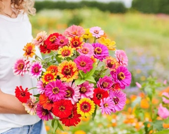 50 CAROUSEL MIX ZINNIA Elegans Carrousel Whirligig Mixed Colors Bicolor ...