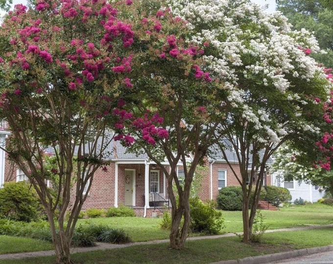 Sunlit Elegance Premium Yellow Milk Crape Myrtle Seeds 25-500 Seeds ...