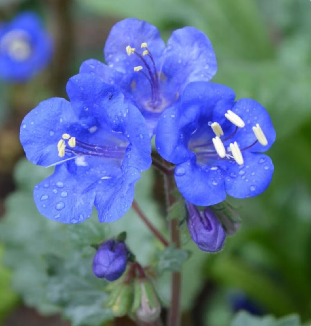 500+ California Bluebell Seeds, Flower Seeds, Non-gmo - Etsy