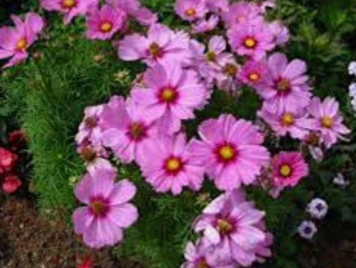 100+ Rose Cosmos Seeds (dwarf Early), Flower Seeds, Non GMO - Etsy
