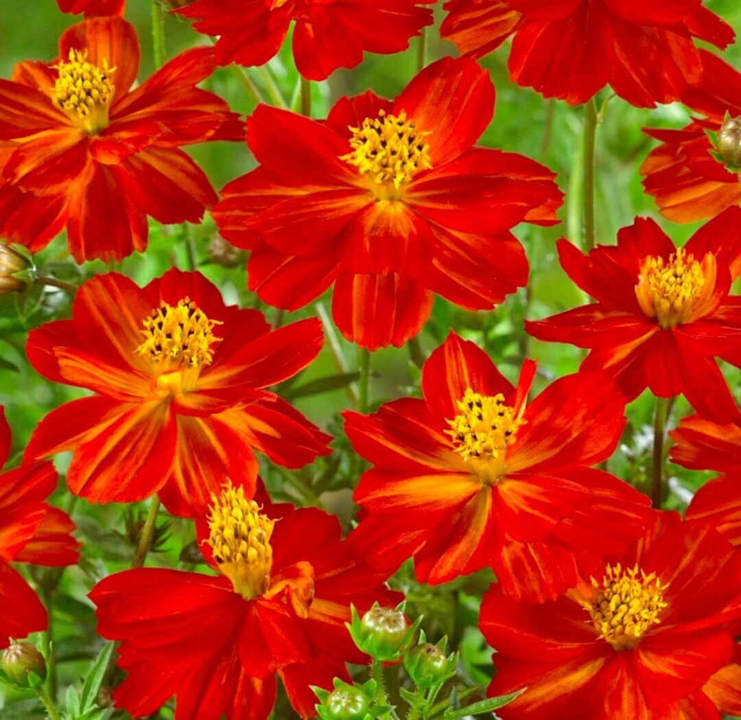 100+ Red Sulphur Cosmos Seeds, Flower Seeds, Non GMO - Etsy