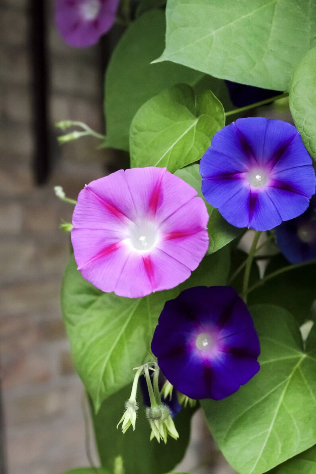 25+ Mixed Colors Morning Glory Flower Seeds, Non-gmo, Heirloom - Etsy