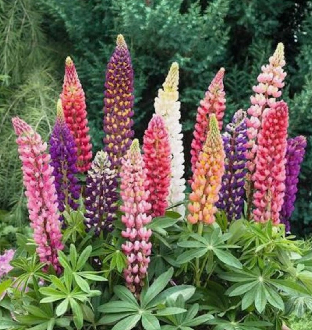 50+ Russell Lupine Seeds Mix, Lupine Flower Seeds, Non-gmo - Etsy