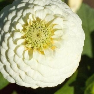 50+ Lilliput White Zinnia Seeds, Heirloom Flower Seeds, Non-gmo - Etsy