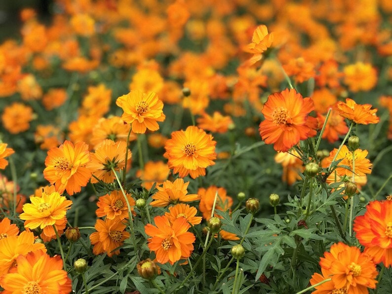 150+ Bright Lights Cosmos Flower Seeds, Non-gmo - Etsy