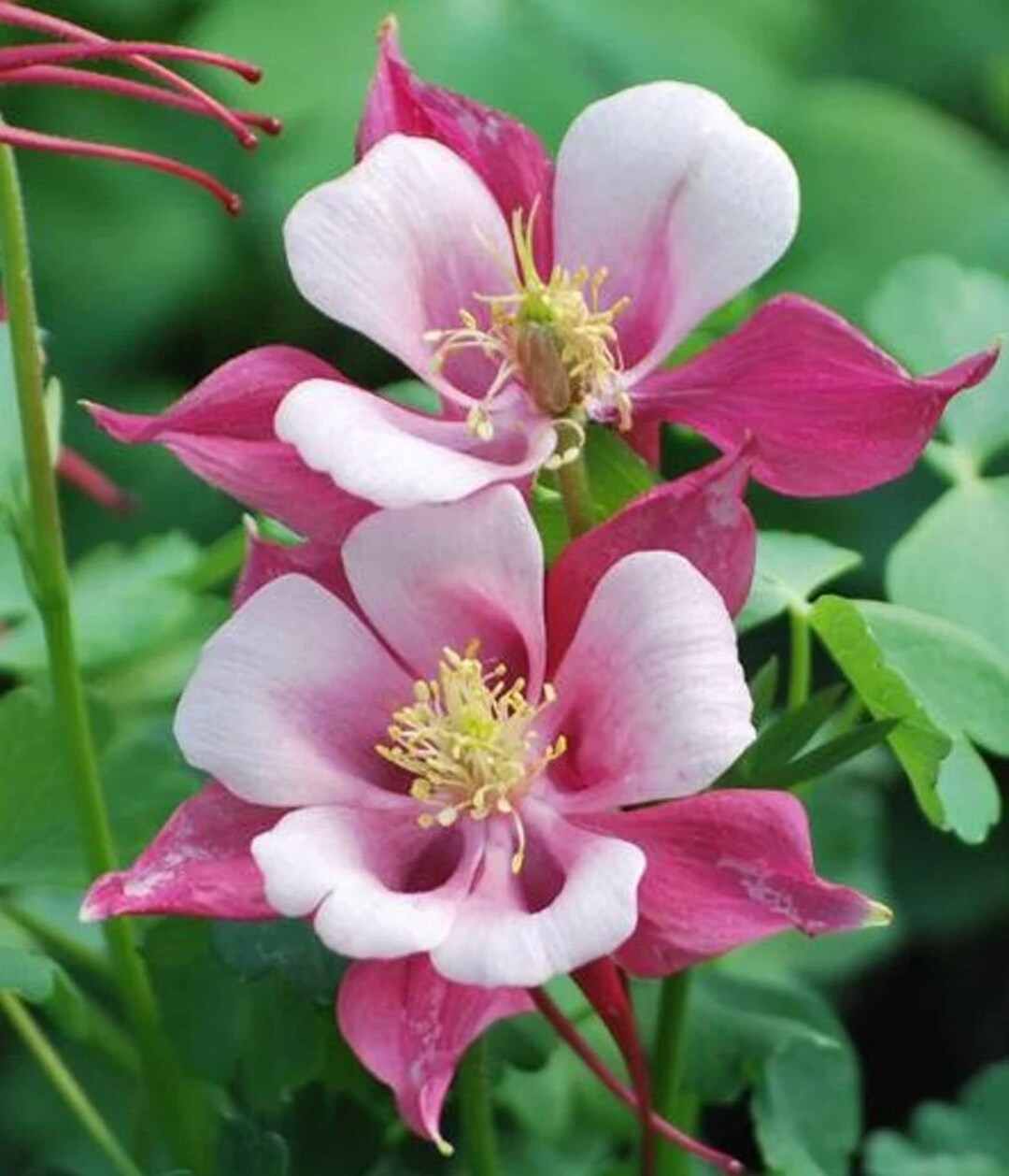 25+ Rose Star Columbine Flower Seeds, Non-gmo - Etsy