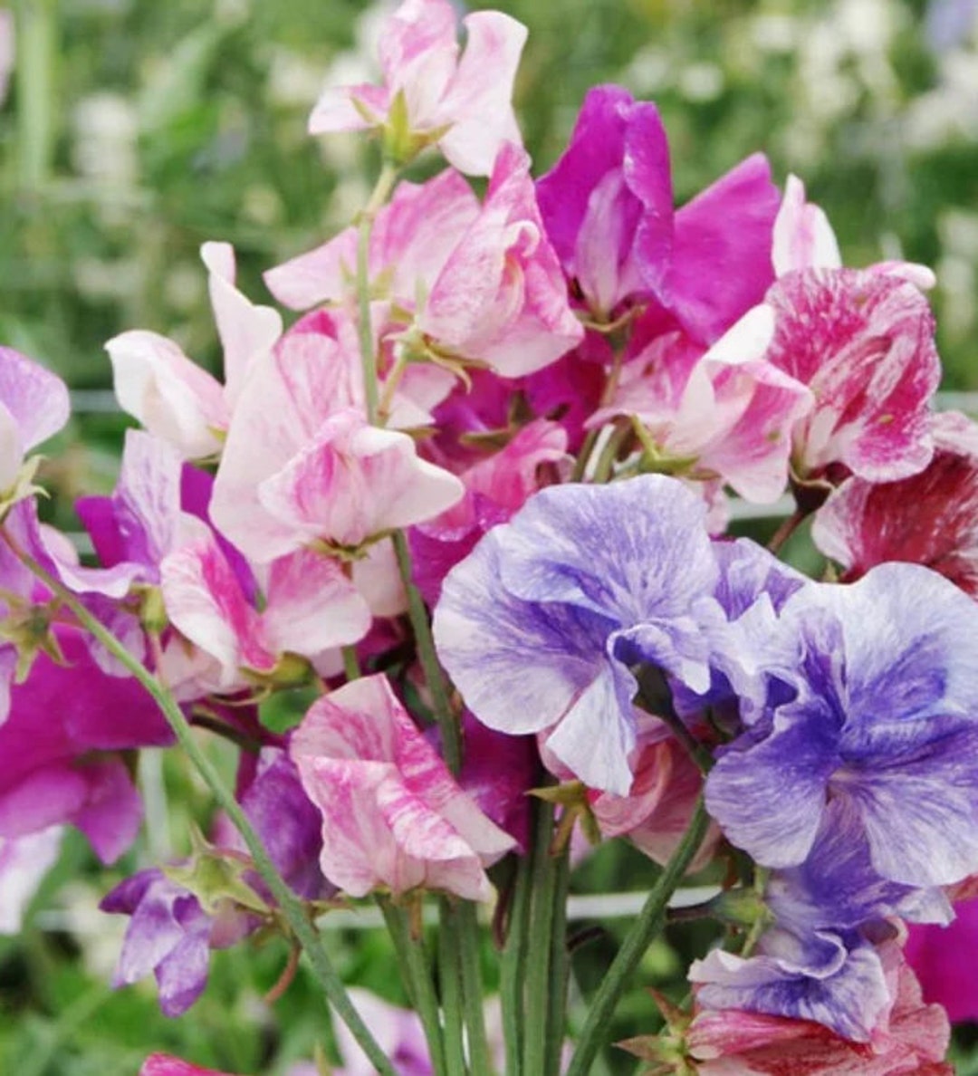 15+ Royal Mix Sweet Pea Flower Seeds, Non-gmo - Etsy