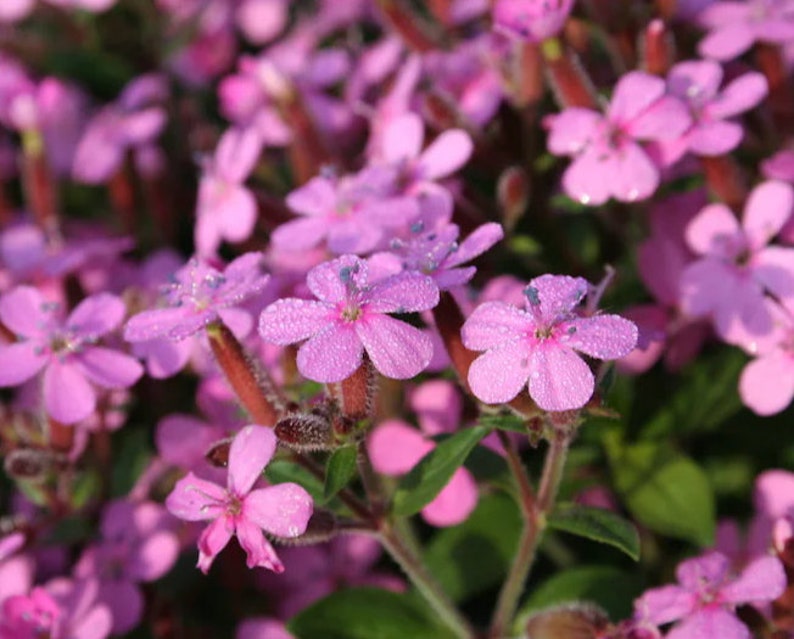 50+ Pink Soapwort Seeds, Saponaria Vaccaria Pink Beauty, Non-gmo - Etsy