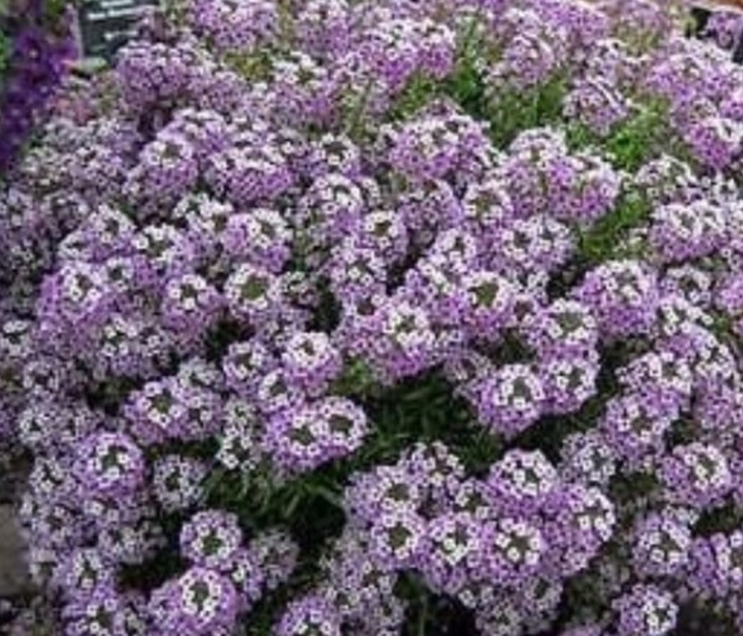 100+ Violet Queen Alyssum Flower Seeds, Non-gmo - Etsy