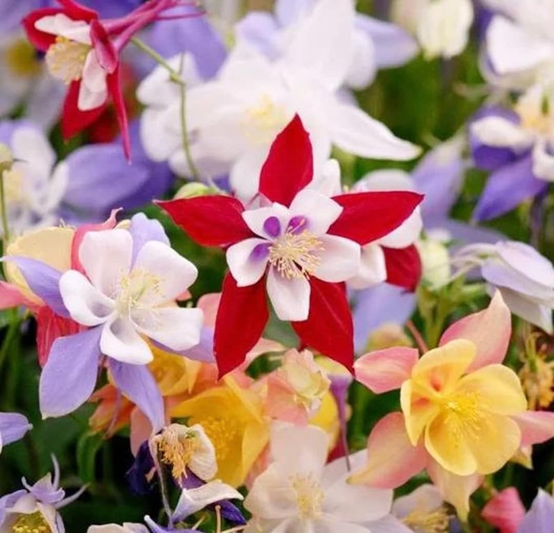 100+ Mckana Giant Columbine Mix Flower Seeds, Non-gmo - Etsy
